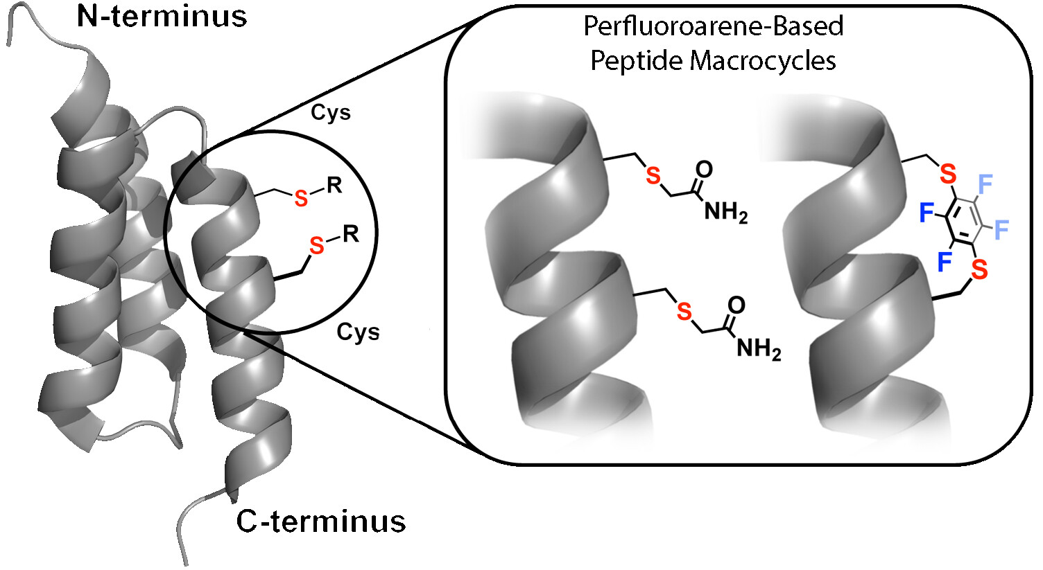 Perfluoroarene-based Peptide Macrocycles | LifeTein Peptide Blog ... Perfluoroarene-based Peptide Macrocycles | LifeTein Peptide Blog ...